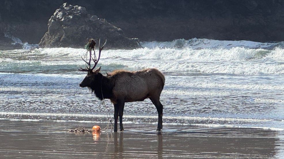 Authorities monitor elk tangled with rope and buoy, urge public to keep ...