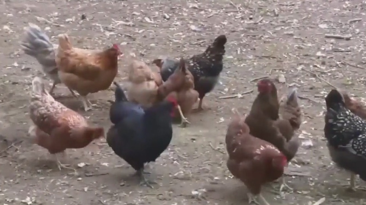 Bird flu virus mutating: What you need to know