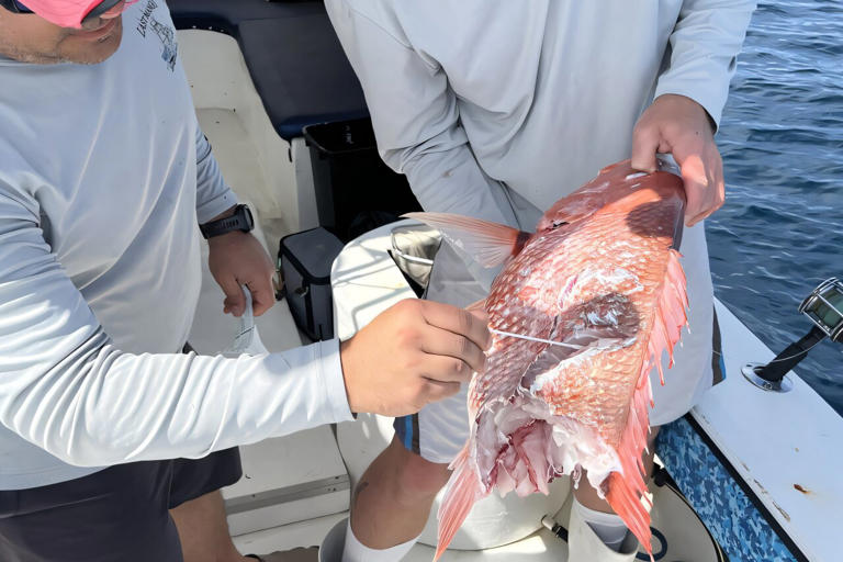 Citizen science helps take a 'bite' out of shark depredation