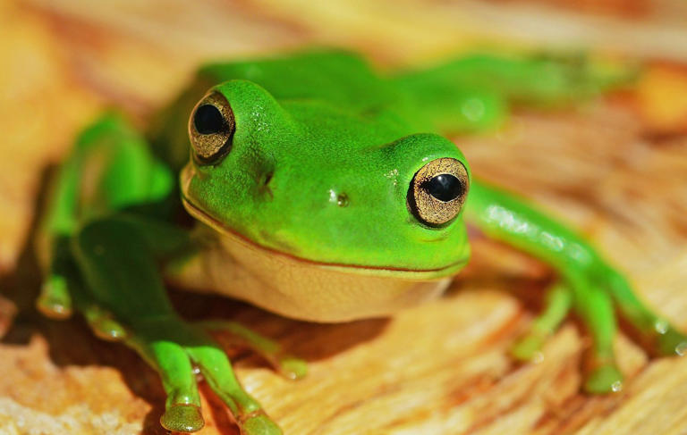 This charming hand-drawn animation brings the folk song "Mr. Frog Went ...