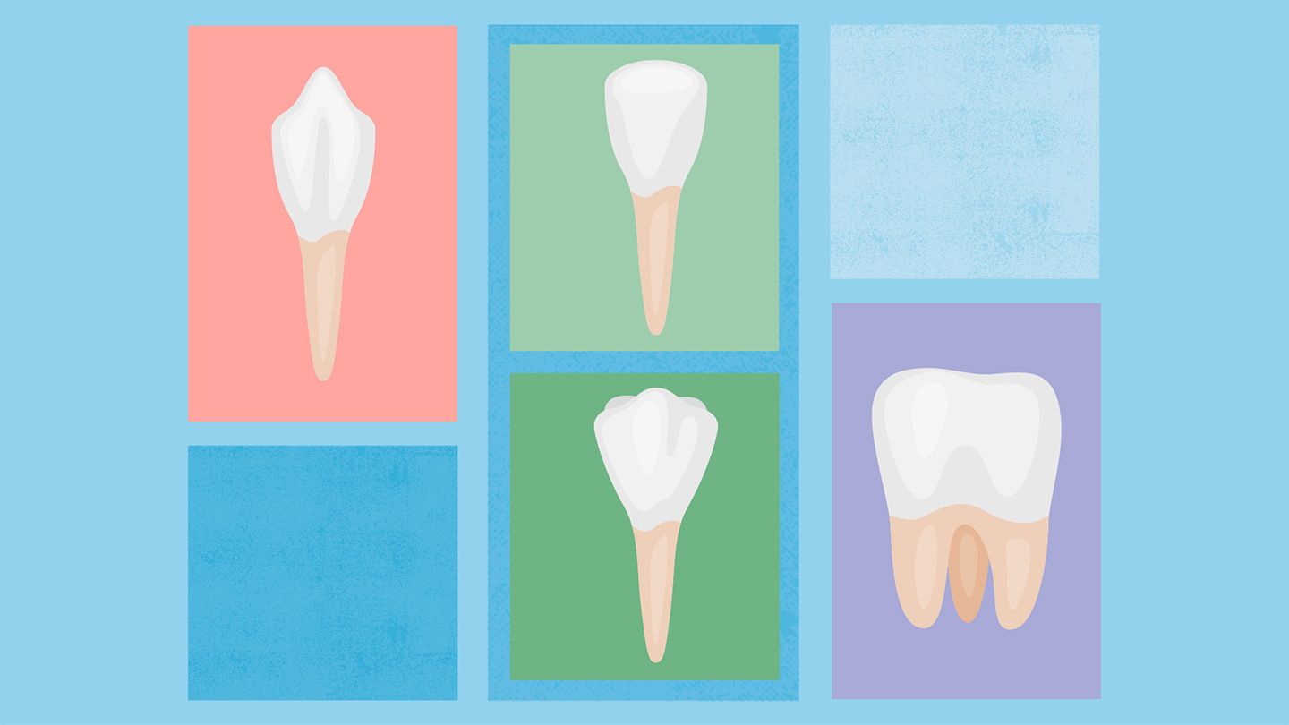 The Different Types of Teeth and What They Do