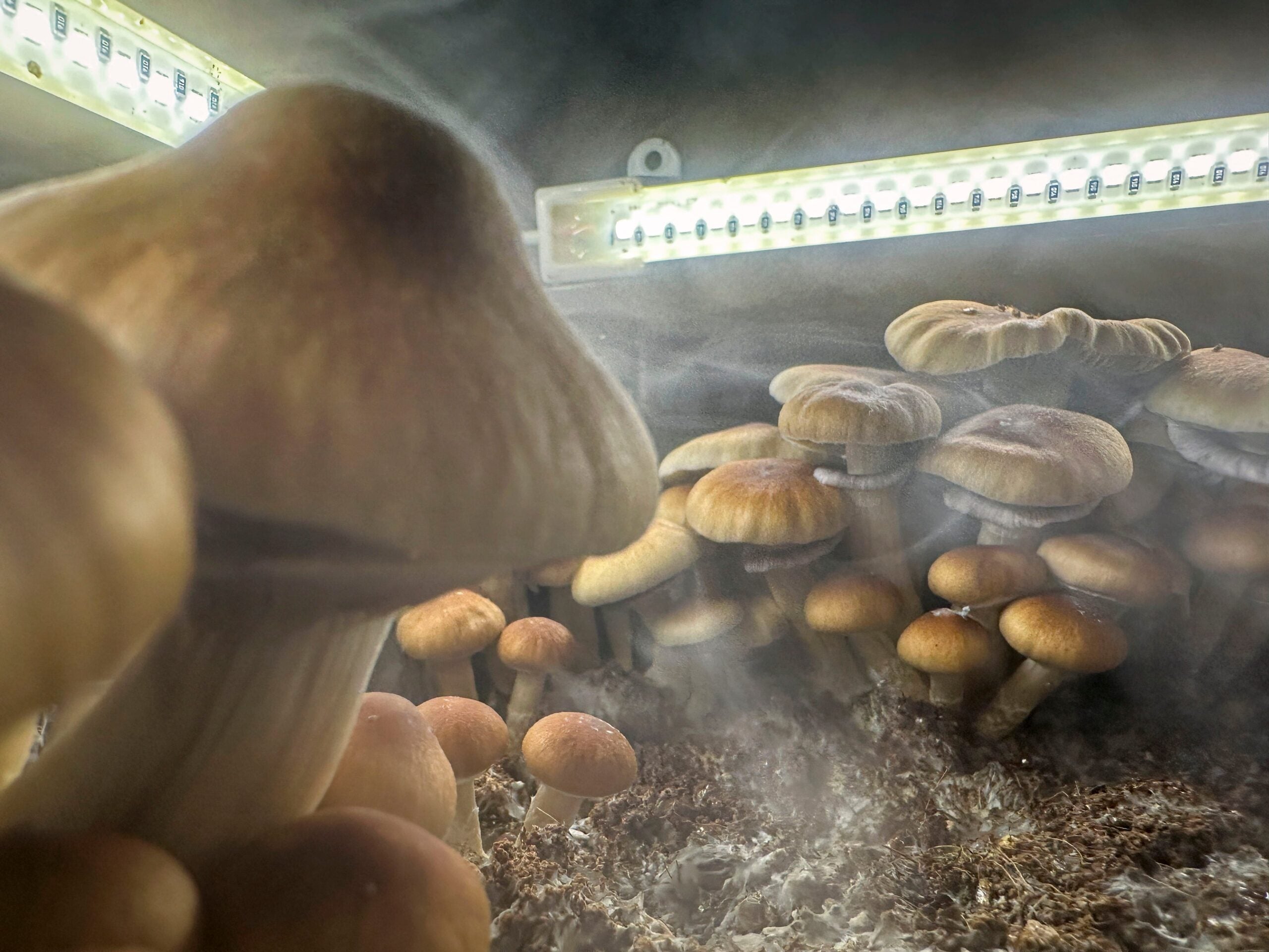 The push to legalize psychedelics is back. Here’s what to know.