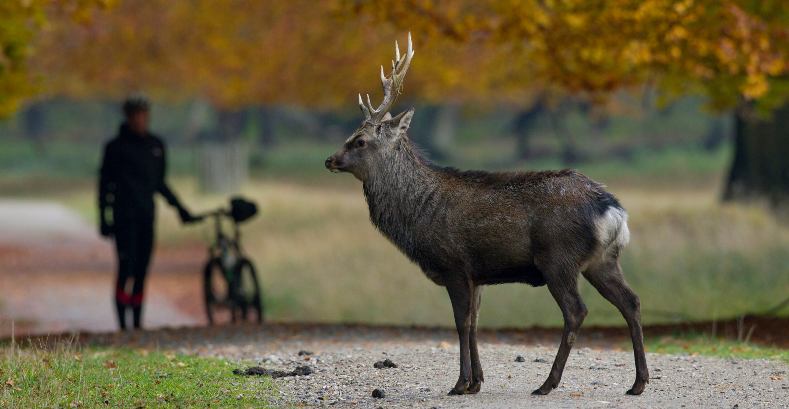 These mammals make the best human companions (according to science)