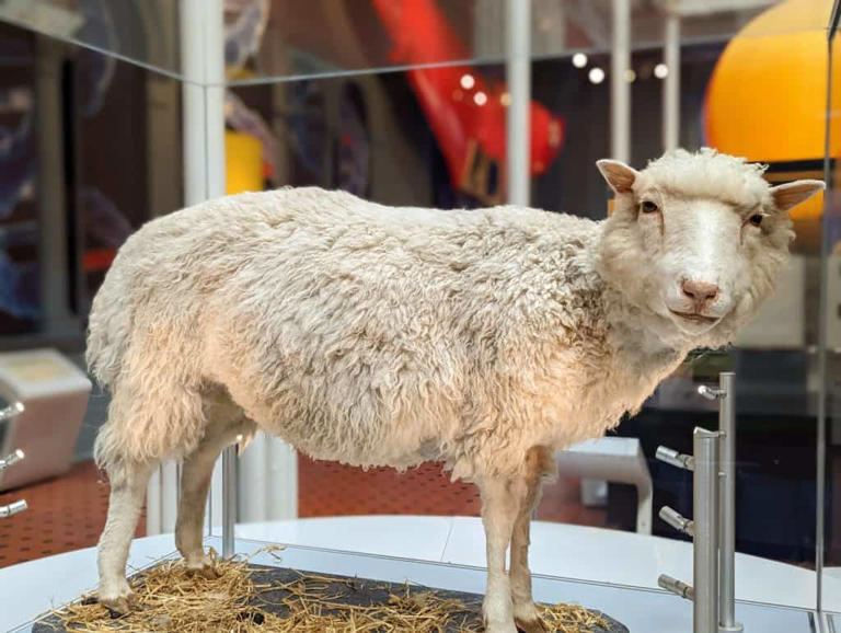 Whatever Happened to Dolly, the Cloned Sheep?