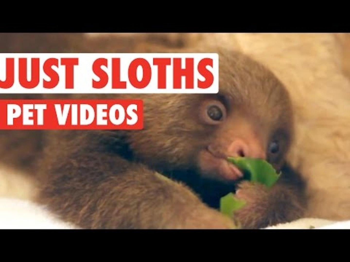 Superb Sloth Video