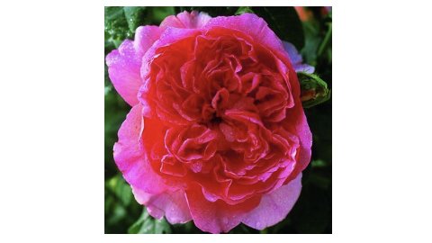 La rose Papi Delbard