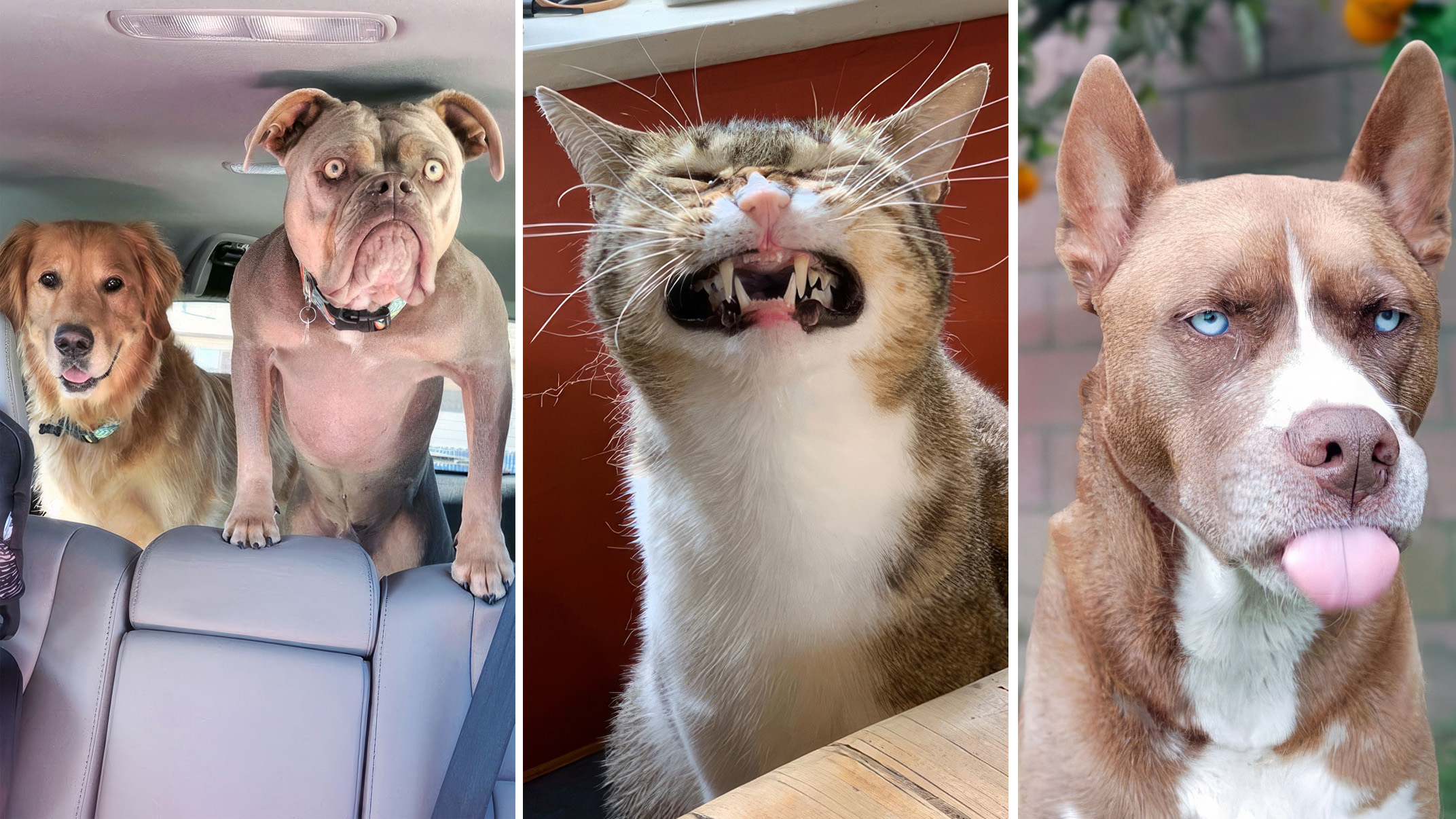 50 photos des expressions d’animaux classées les plus drôles