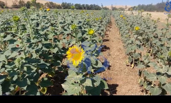 Cultures de tournesol: l'INPV met en garde contre la présence de ...