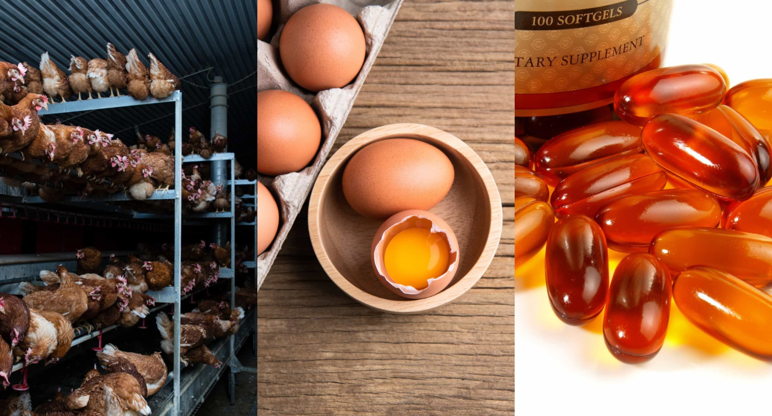 Huevos: pros y contras de su consumo