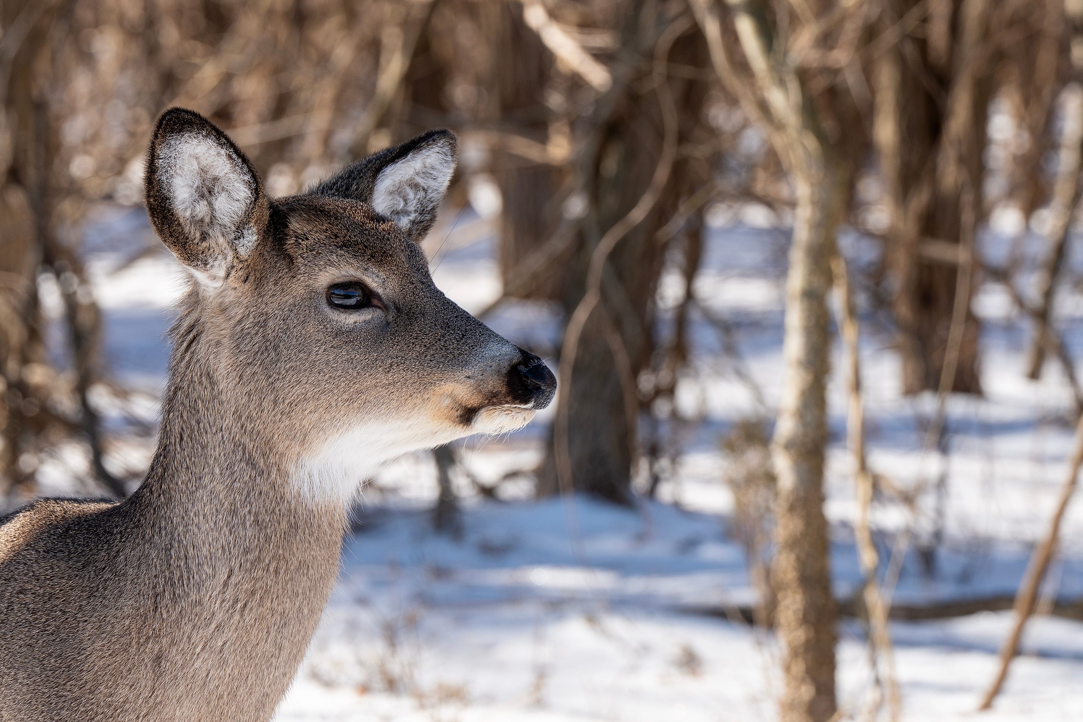 Two orphaned fawns find home together behind Toms River Craft Store