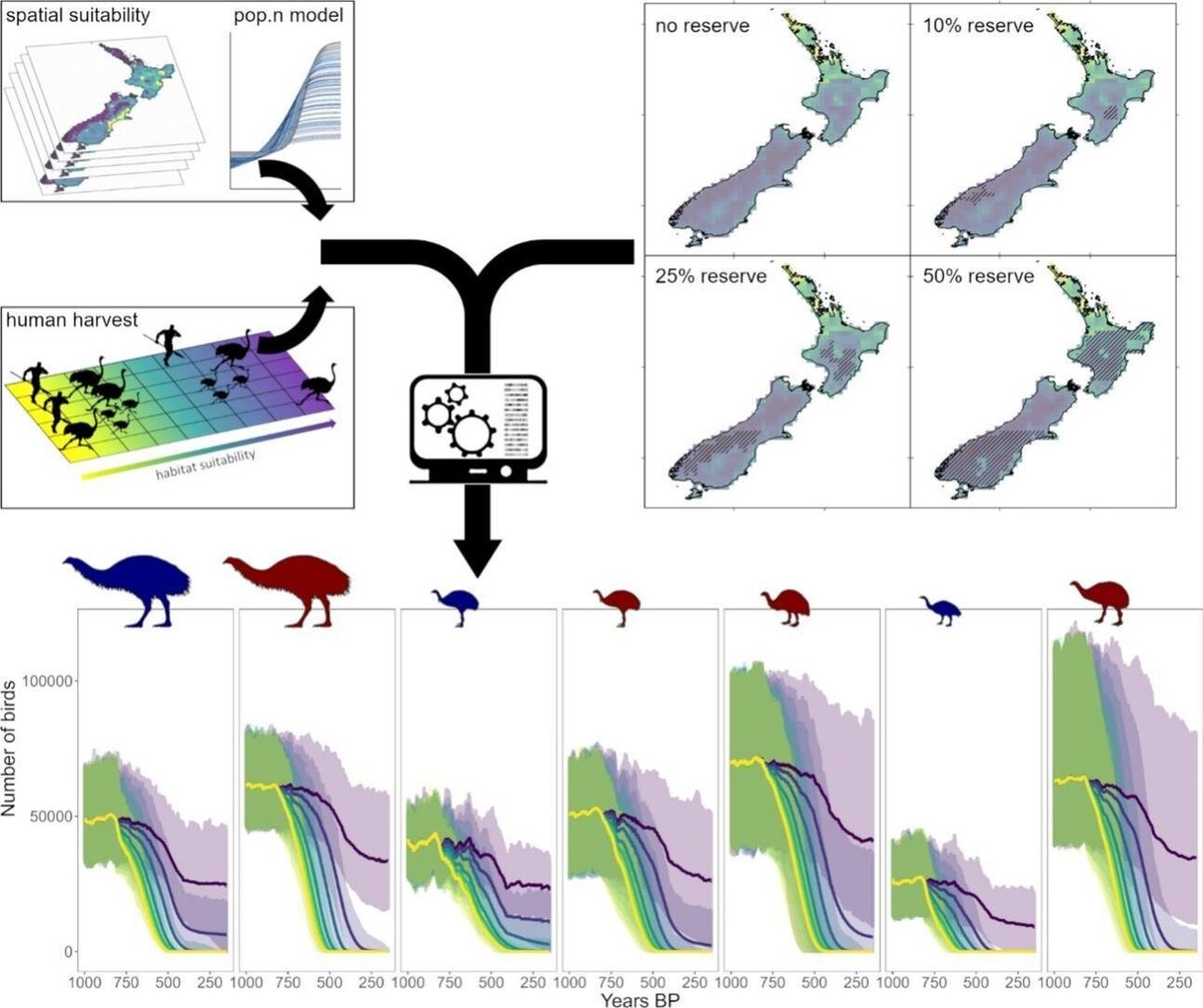 Moa extinction: Human colonization sealed fate of New Zealand's giants ...