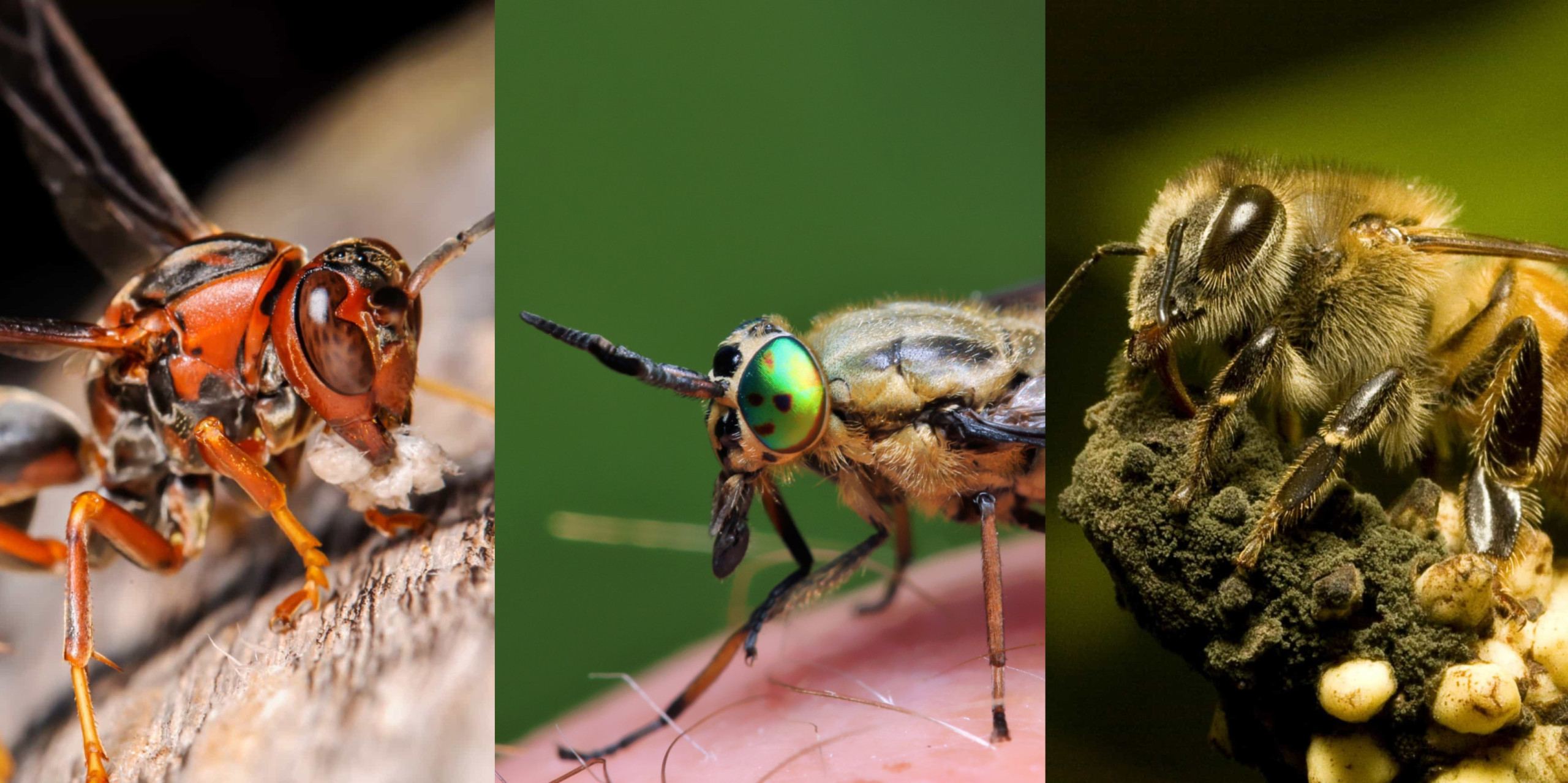 Les pires piqûres et morsures d'insectes volants