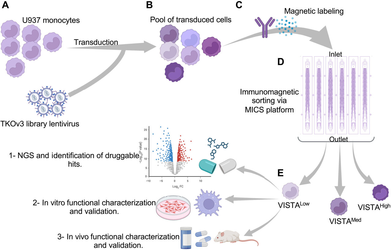 Reprogramming compromised immune cells to fight cancer