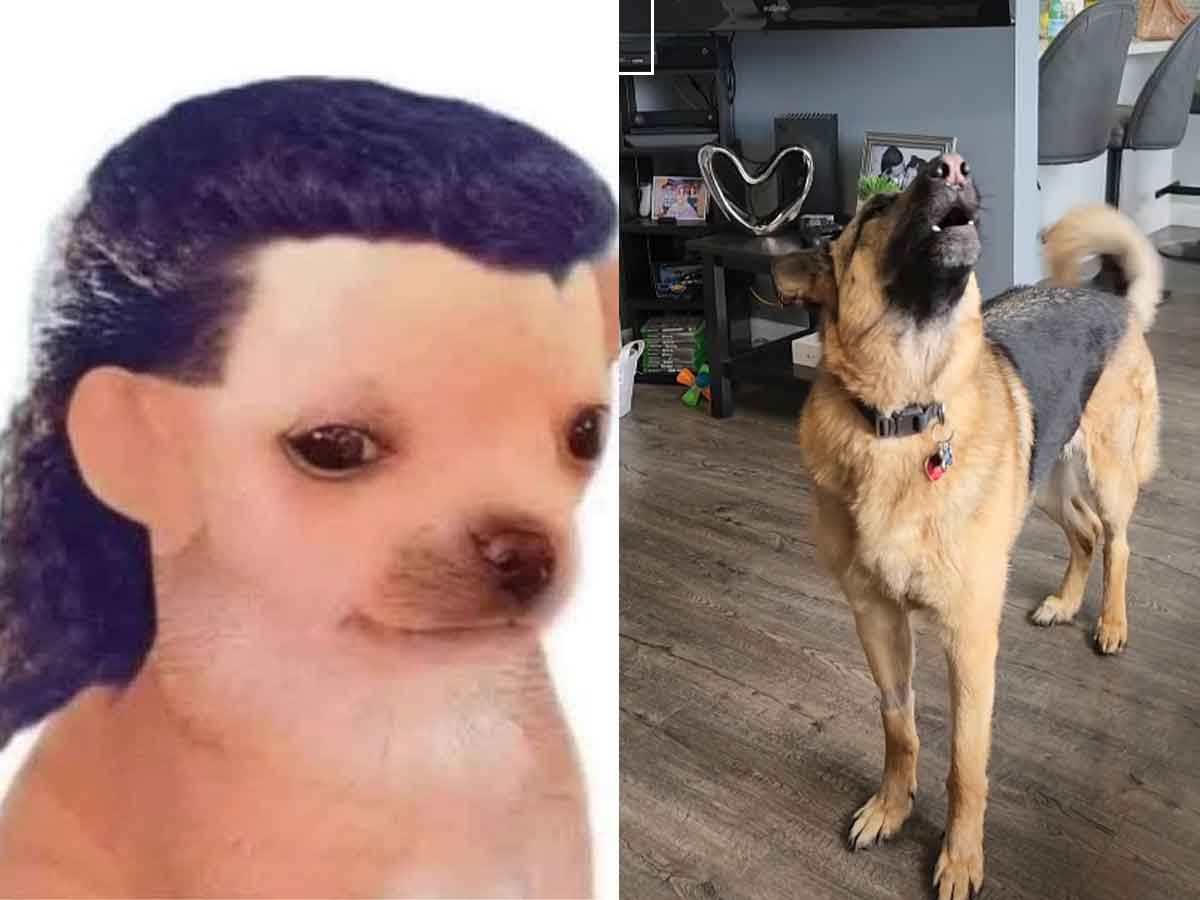 Perrito fan de Los Temerarios llena las redes de ternura al cantar con ...