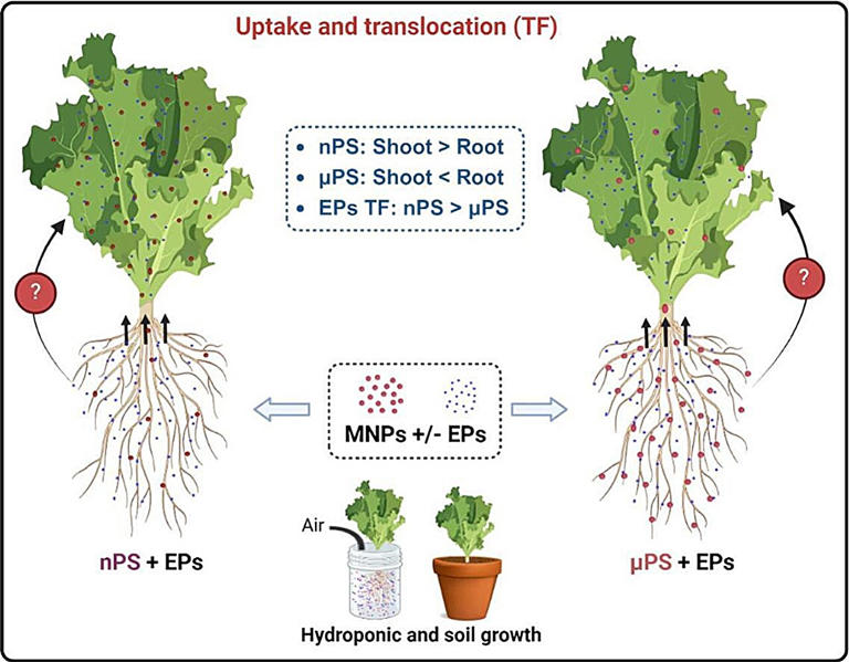 Tiny plastic particles can amplify pollutant absorption in plants and ...