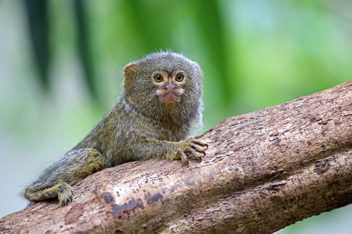 'World's Smallest Monkey' Has The Time of Their Life Getting Their Head ...