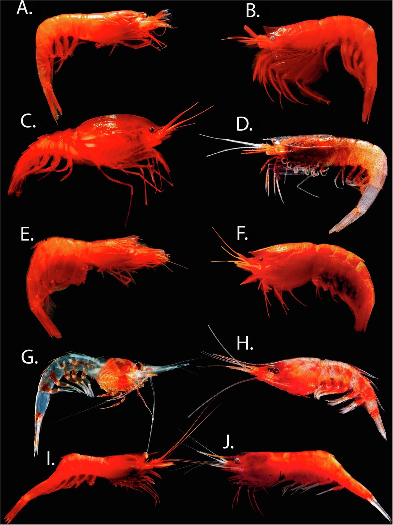 Deep-sea shrimp have evolved enhanced vision for the bioluminescent ...