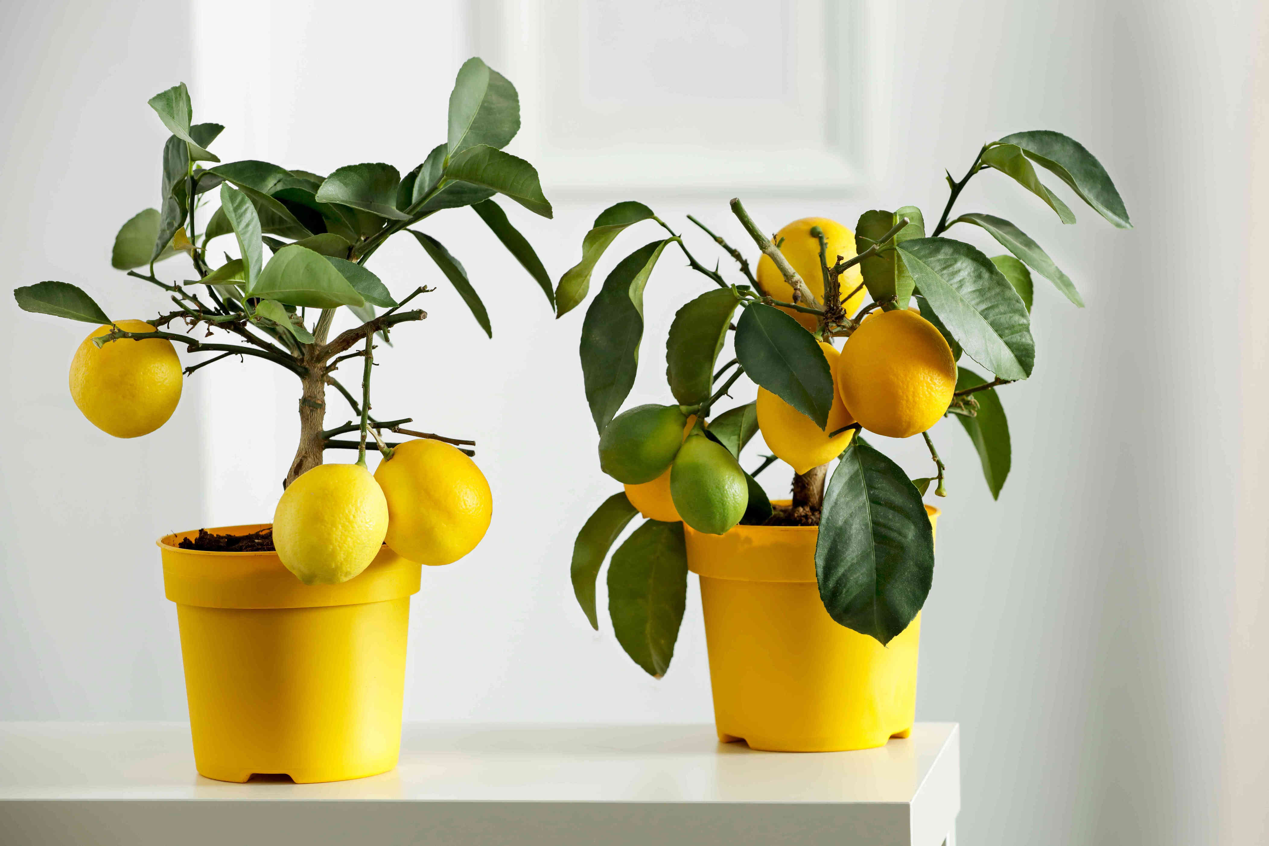 How to grow a lemon tree indoors for delicious citrus year-round