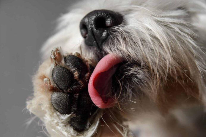 Warning signs: 6 indications your dog's battling a skin problem Warning signs: 6 indications your dog's battling a skin problem
