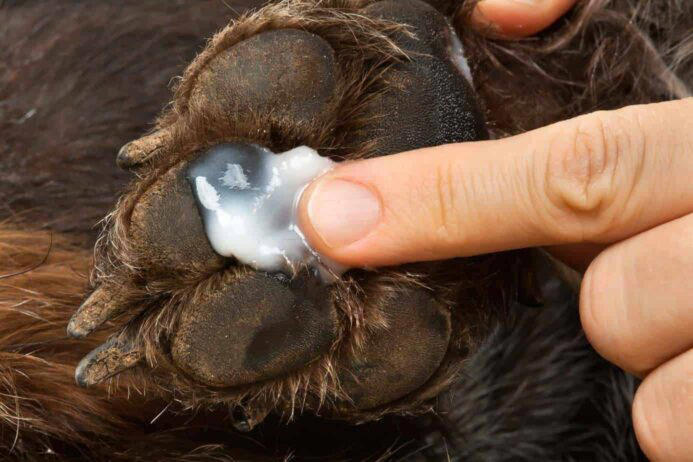 Use 7 simple paw care tips to keep feet and nails healthy