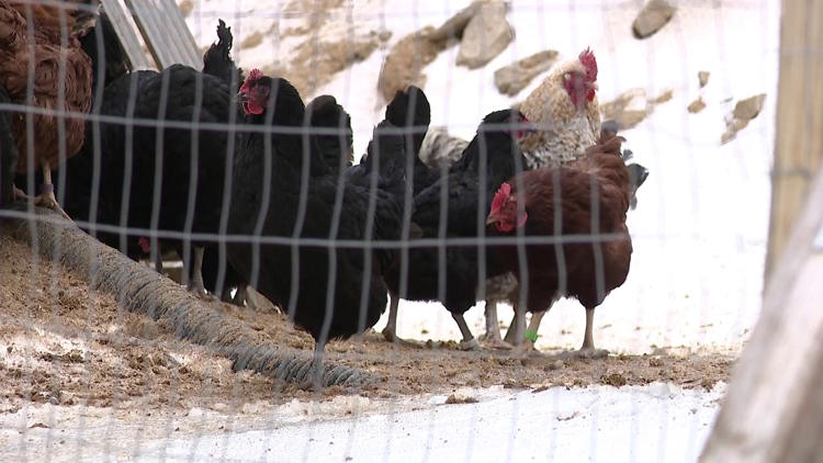 Keeping chickens safe amid bird flu outbreak