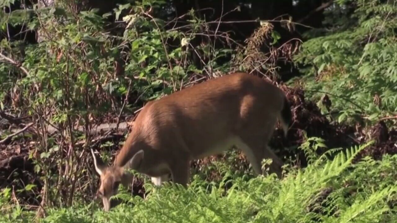 ‘It’s too dangerous to hunt here:’ Neighbors oppose targeted deer ...