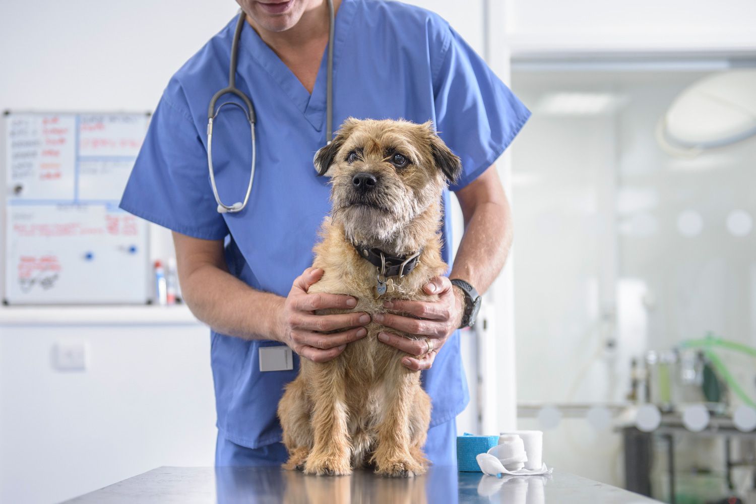 Pet Microchip Company Shuts Down, Causing 'Urgent' Pet Identification ...