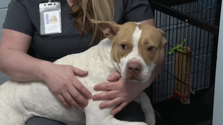 Plan Waszyngtonu dla Strefy Gazy. Relokacja Palestyńczyków