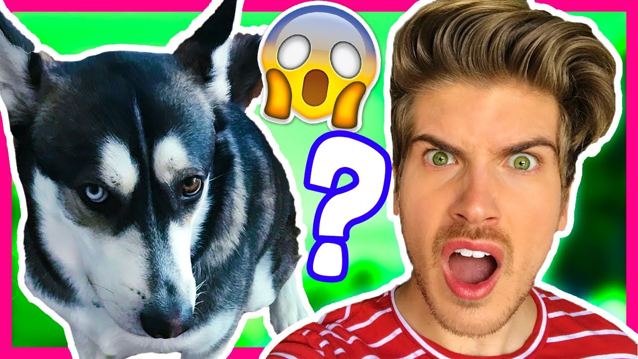 Dog Surprises Owners with Clever Trick