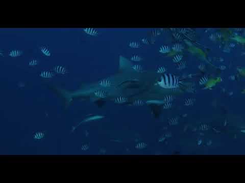 Shocking Shark Swims Alongside Other Fish in Perfect Harmony