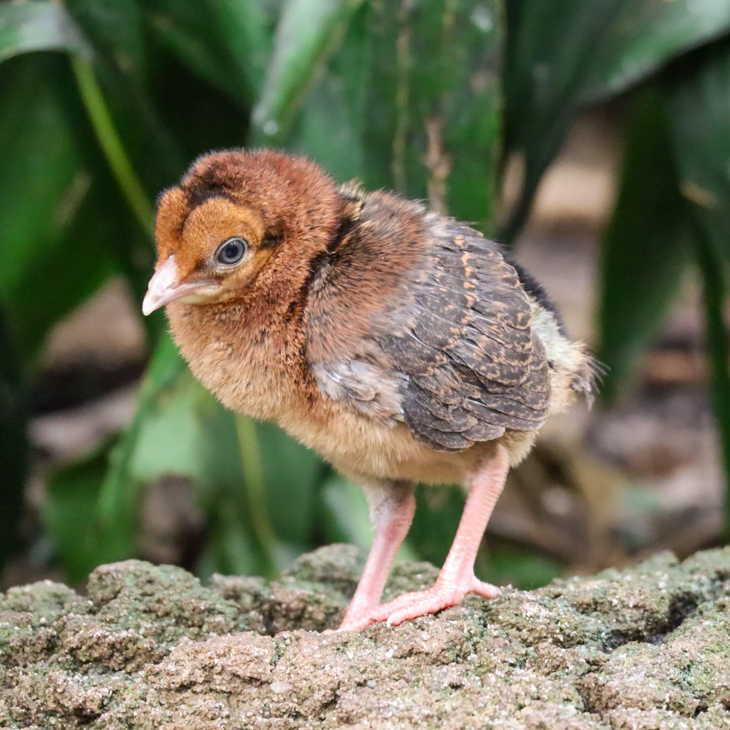 PHOTOS: Baby Animal Alert — Malayan Pheasant Chicks Born at Disney's ...