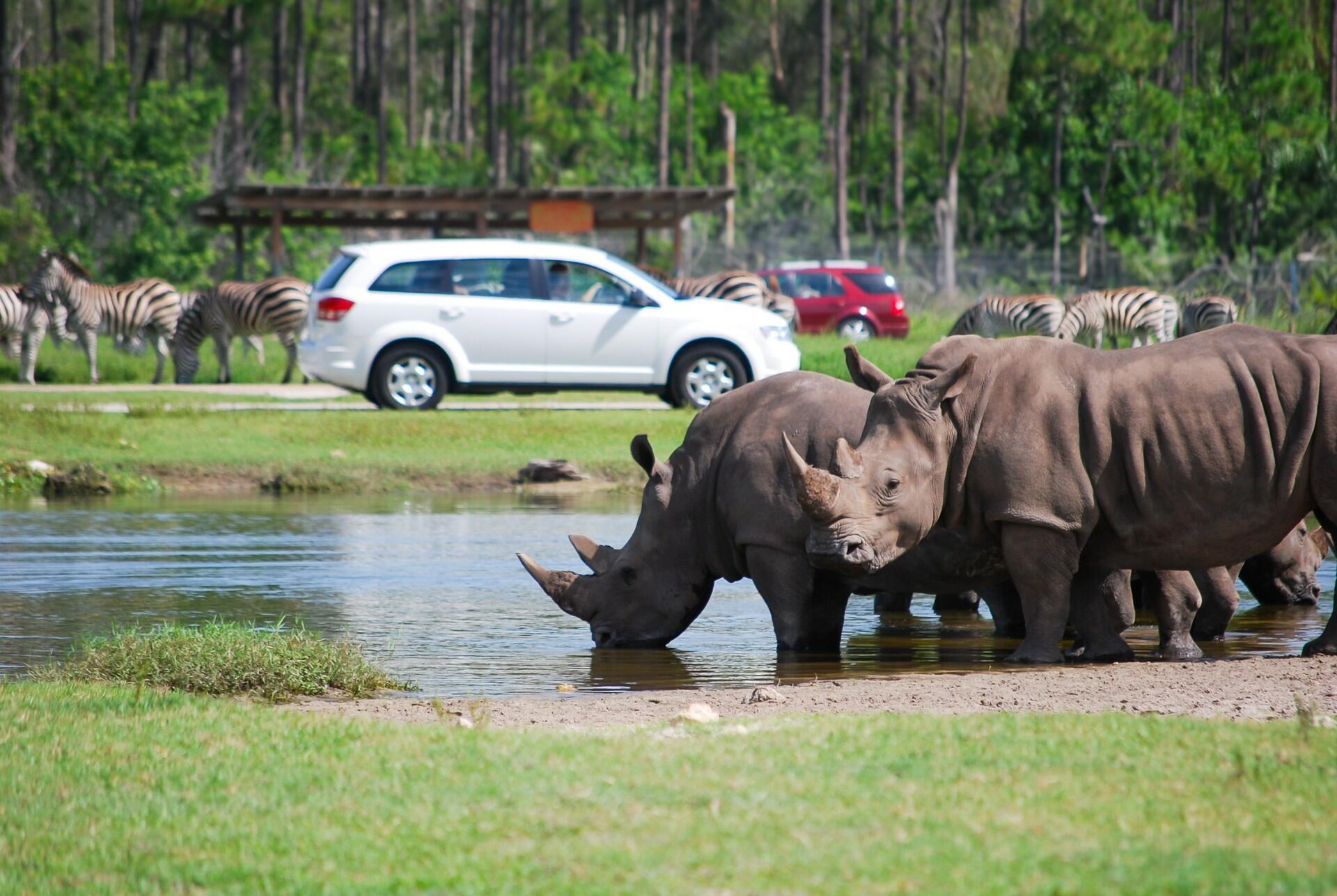 Lion Country Safari Up For USA Today's '10Best' Safari Parks In The U.S.