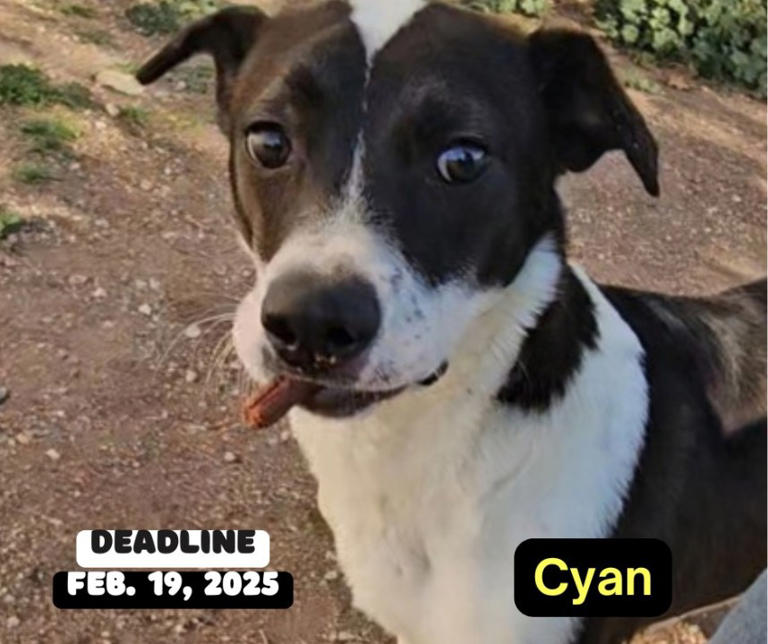 Shelter nears capacity, 10 dogs at risk of being euthanized