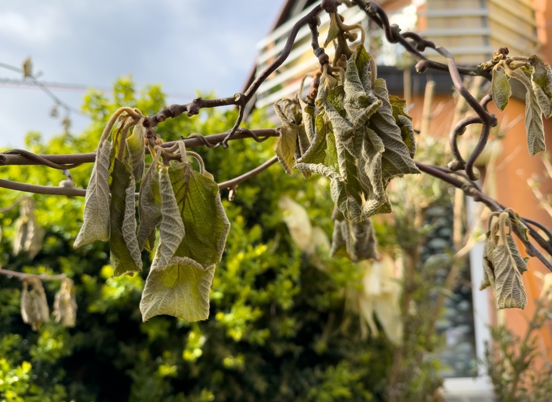 Gardener Explains Why You Should Not Cut Back Frost Damaged Limbs and ...