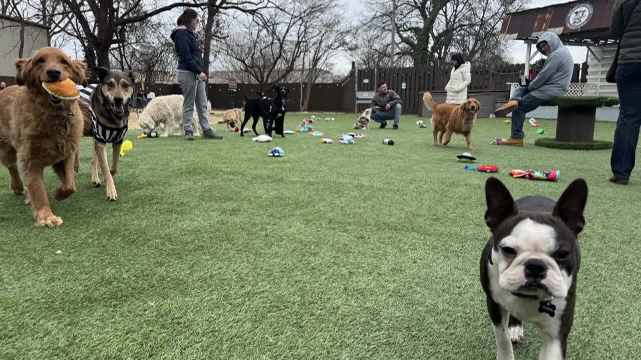 Rocket City Dog Bar holding ‘Carnival Canine Day’ to benefit visual ...