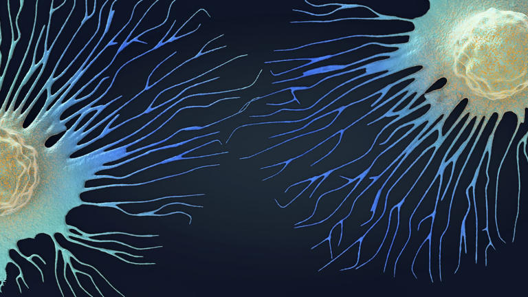 100-year-old heart drug made from foxglove may help 'dissolve' clumps ...