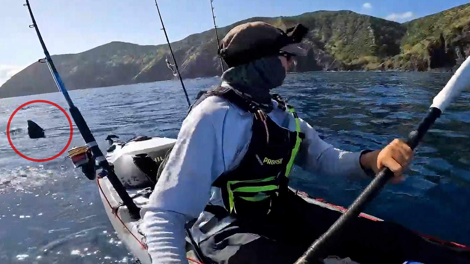 Terrifying video shows great white shark stalking kayaker