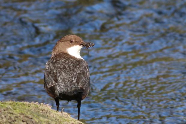 Learn about dippers at local RSPB talk
