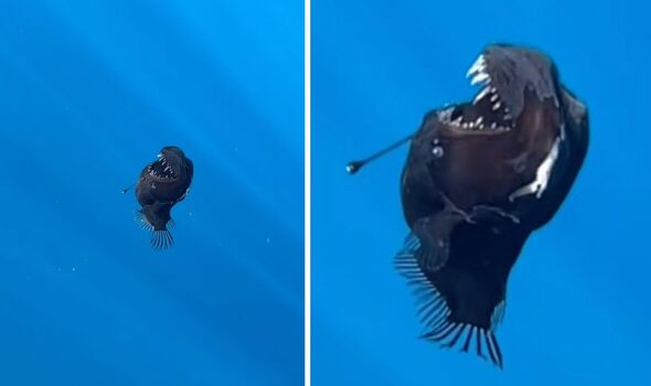Chilling moment 'demon fish' is captured in daylight for the first time ...