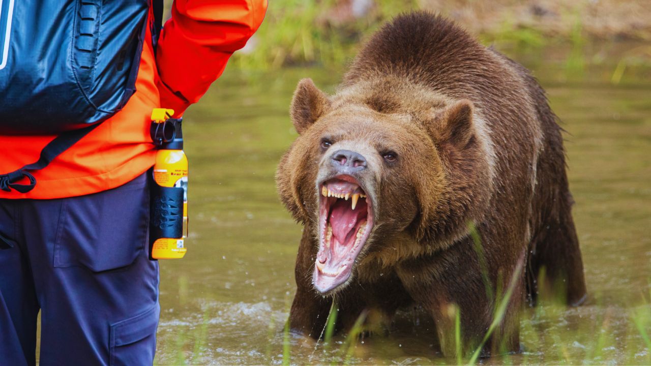 Could You Stop a Charging Bear? Learn the Right Way to Use Bear Spray