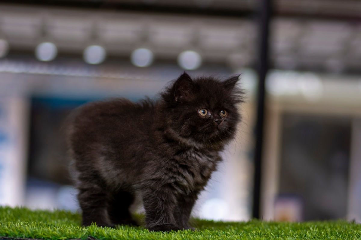 Tiny Black Rescue Kitten Looks Just Like a 'Roly Poly' and We Can't ...