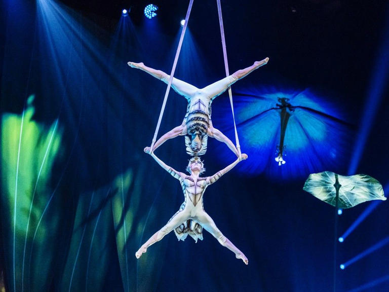 New-look Cirque du Soleil OVO leaps, crawls, soars into Windsor