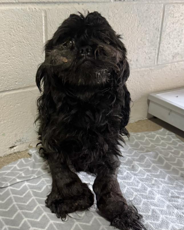 Local Rescue Introduces Severely Neglected Small Dog Who Needs Help