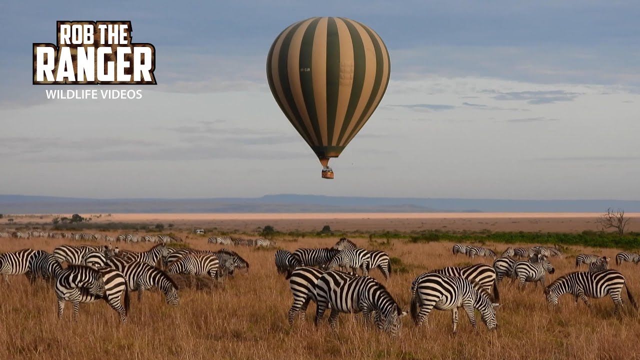 Witness balloons soar over massive migrating herds in the Maasai Mara