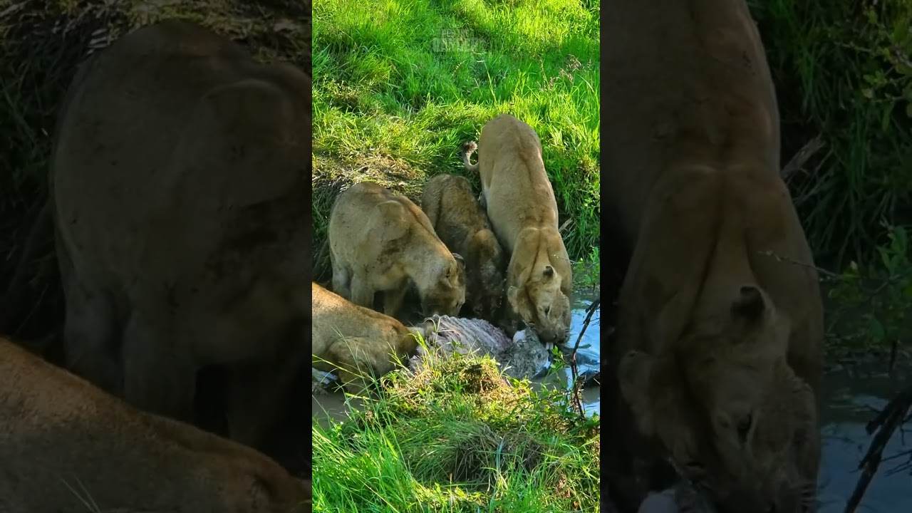 Wild Buffalo Herd Engages In Fierce Water Battle