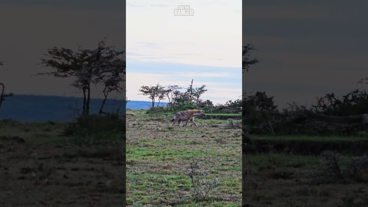 Hyenas Seen Roaming the Mara Ripoi Conservancy on Safari