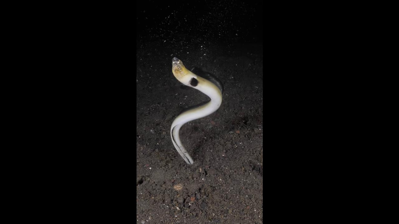 Highfin Snake Eel Burrows into Seabed