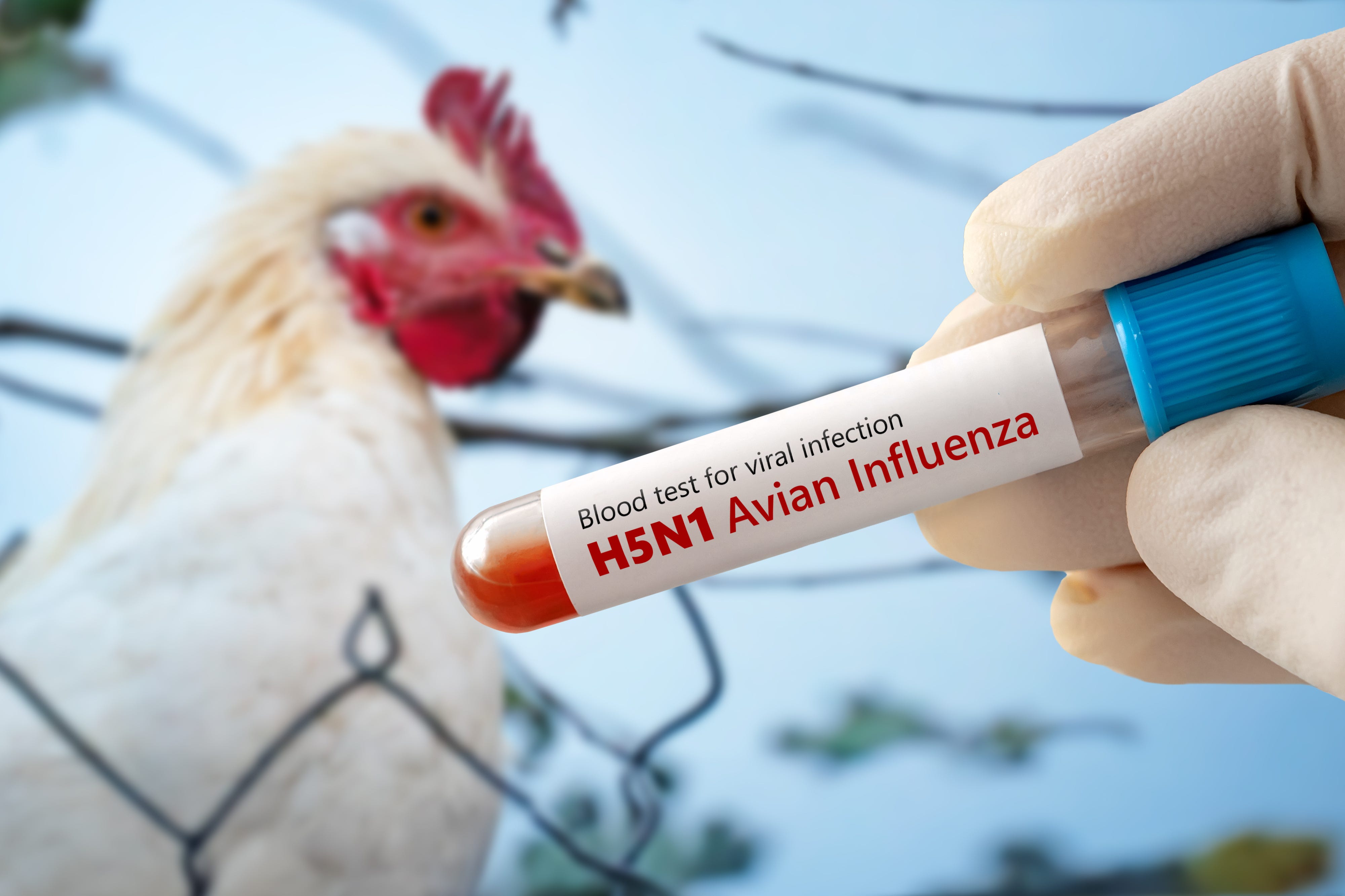 What is avian influenza? DNR says hundreds of wild birds have died in 2025
