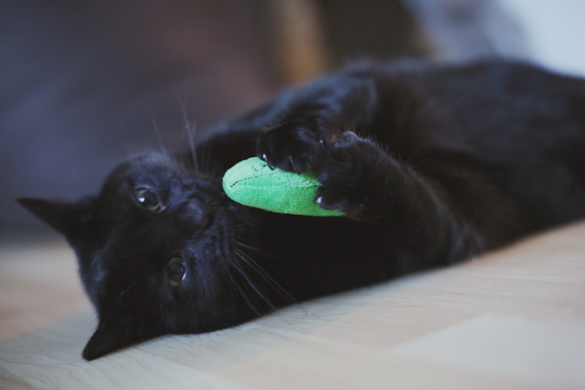 Fluffy Cat Busting Out Fancy Footwork While Cuddling a Banana Is Too ...