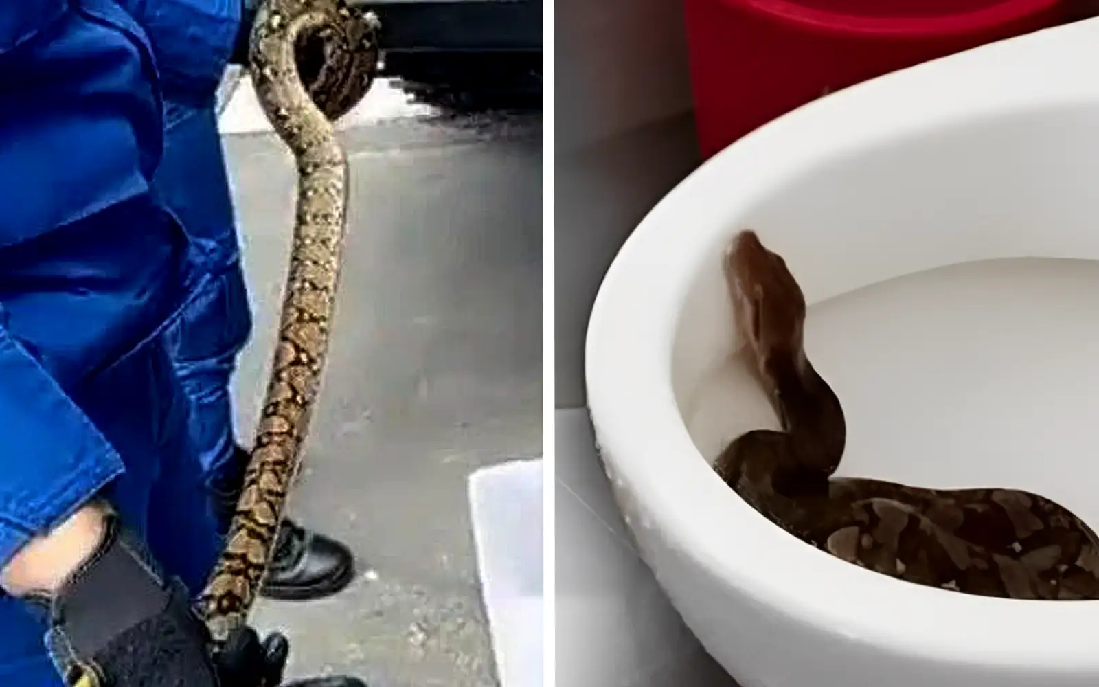 6-year-old bitten by python in toilet bowl